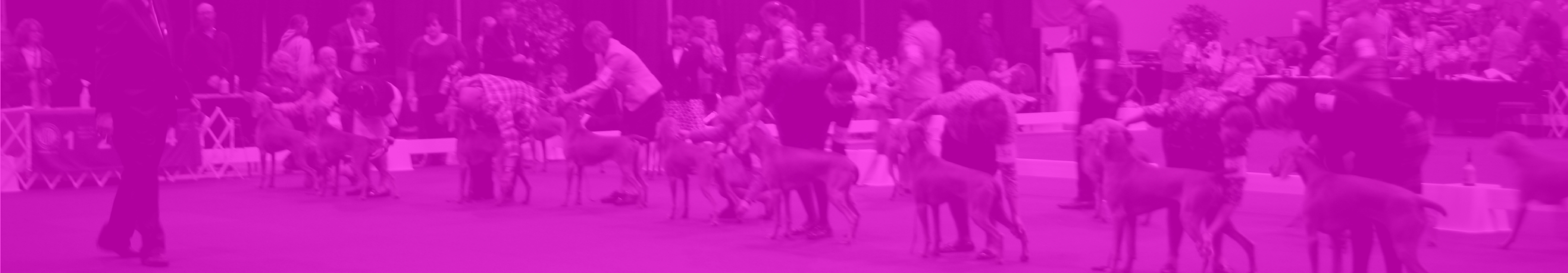 Kennel Club Dog Show Information You Need To Know Part 1 Roberts Centre kennel-club-dog-show-information-you-need-to-know-part-1-roberts-centre